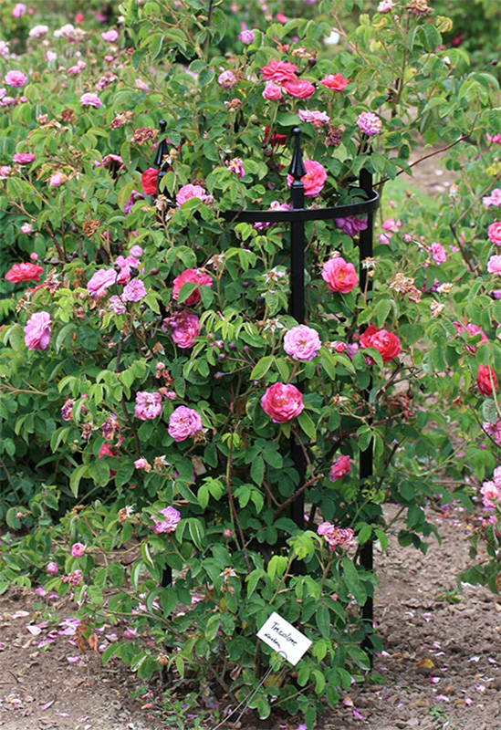 Rosenstütze Rudolf Geschwind ~ Classic Garden Elements DE