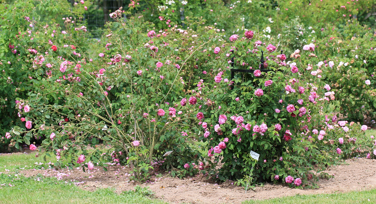 Rosenstütze Rudolf Geschwind ~ Classic Garden Elements DE