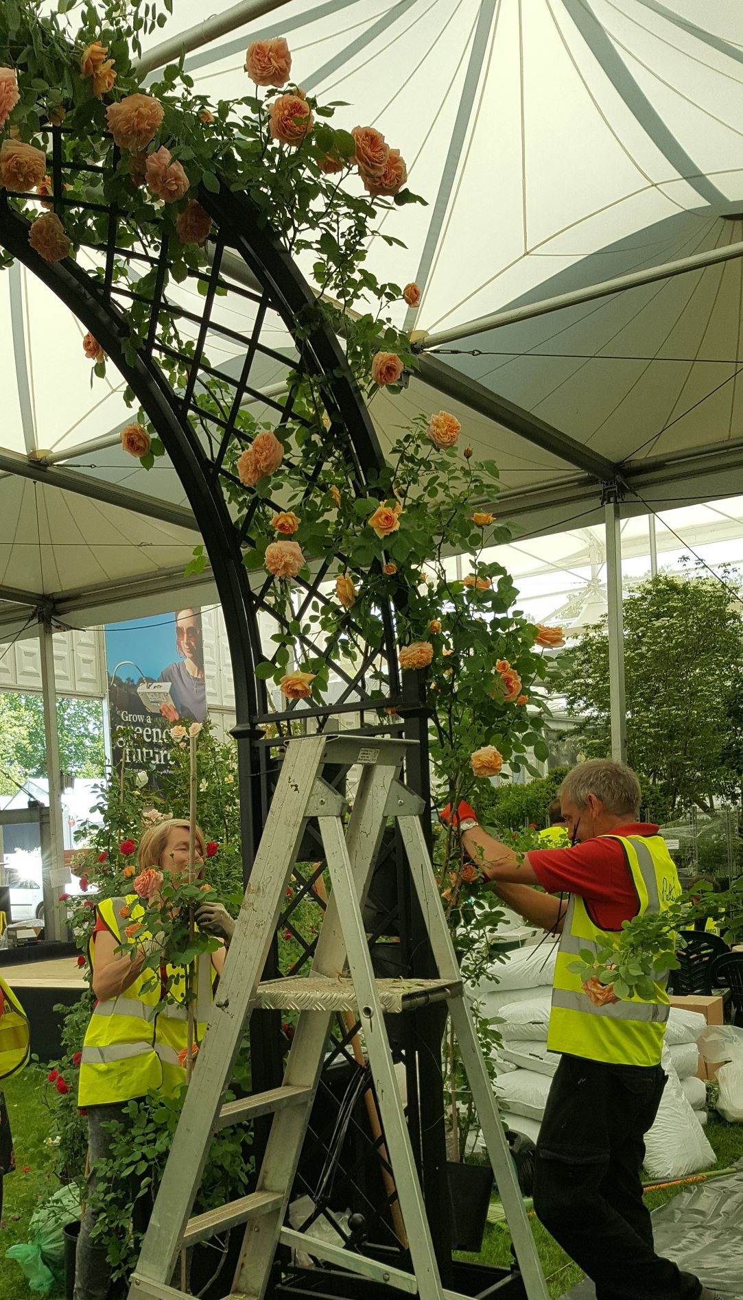 Aufbau Rosenpavillon Chelsea Flower Show 2018 in Bildern