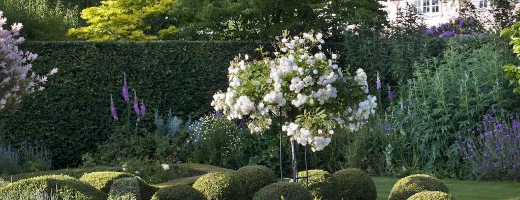 Magnificent cascade roses: Best varieties & care tips for standard roses