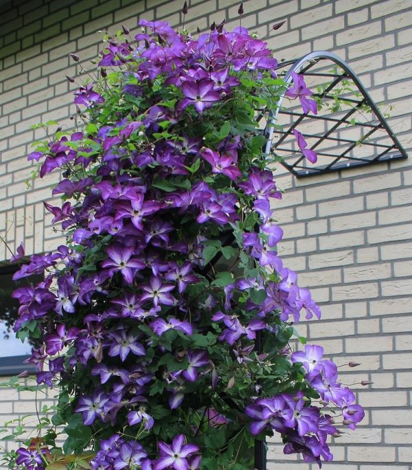 Clematis am Rankgitter zum richtigen Zeitpunkt schneiden